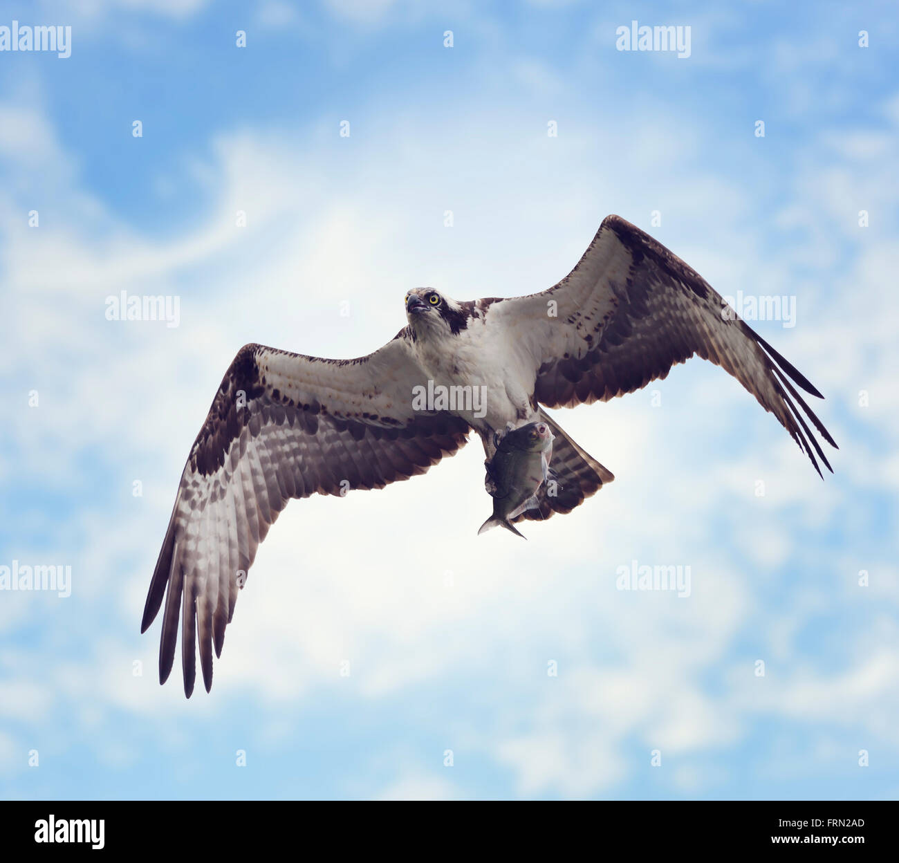 Pesce Falco Pescatore Immagini e Fotos Stock - Alamy