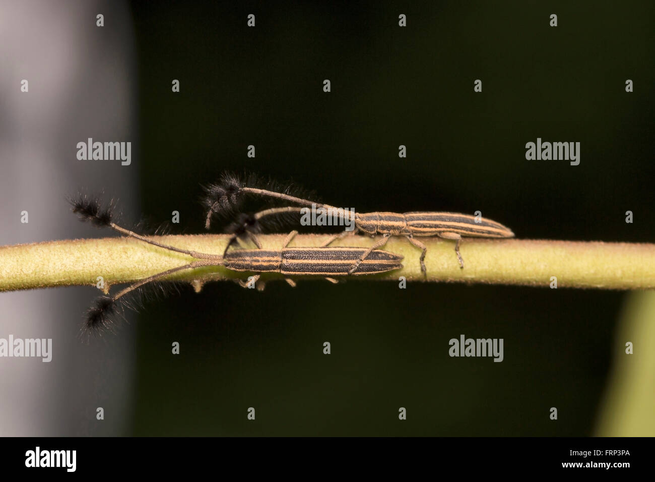 Coleottero dalle lunghe corna immagini e fotografie stock ad alta ...