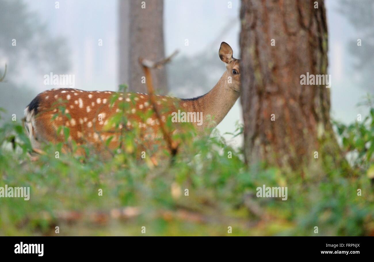 Sika hirsch immagini e fotografie stock ad alta risoluzione - Alamy