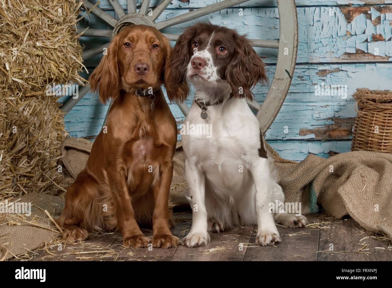 Spaniel Cani Da Caccia Immagini e Fotos Stock - Alamy