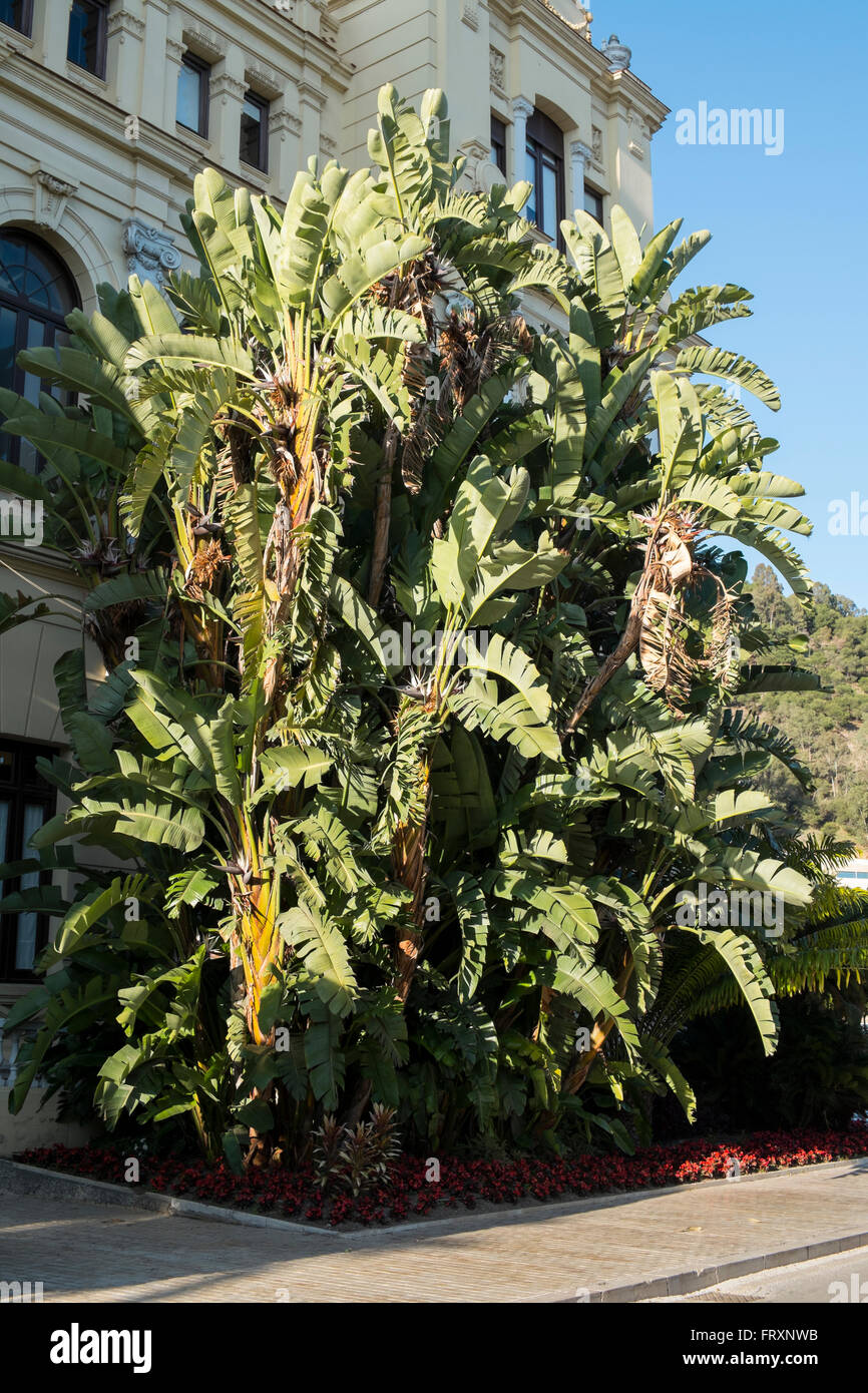 Strelitzia augusta immagini e fotografie stock ad alta risoluzione - Alamy