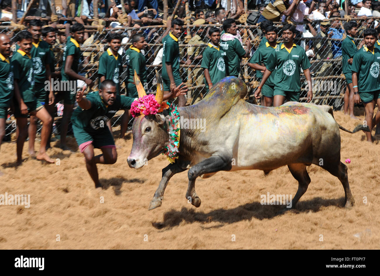 Immagini jallikattu immagini e fotografie stock ad alta risoluzione - Alamy