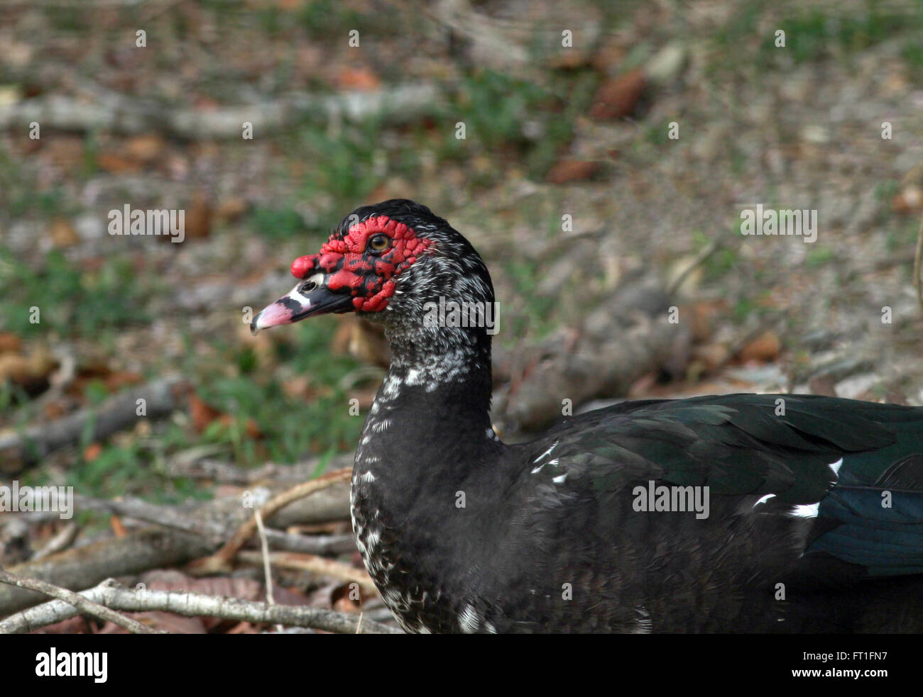 Anatra muta nera immagini e fotografie stock ad alta risoluzione - Alamy