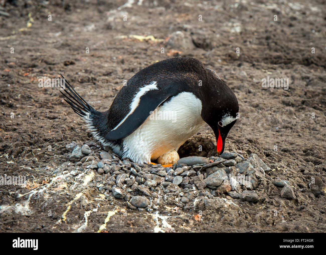 Pinguino sul nido immagini e fotografie stock ad alta risoluzione - Alamy