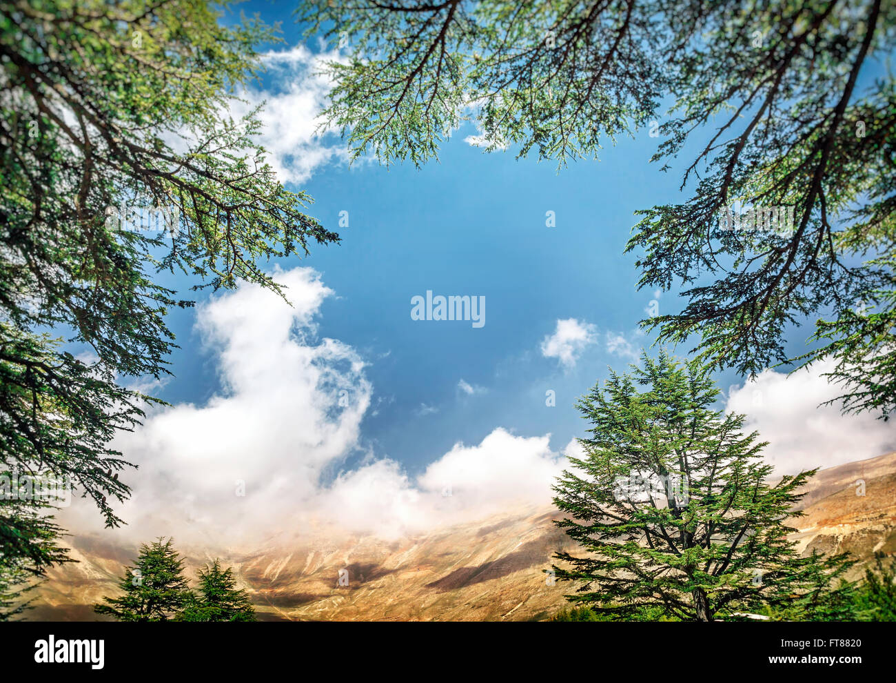 Albero di cedro antico immagini e fotografie stock ad alta risoluzione ...