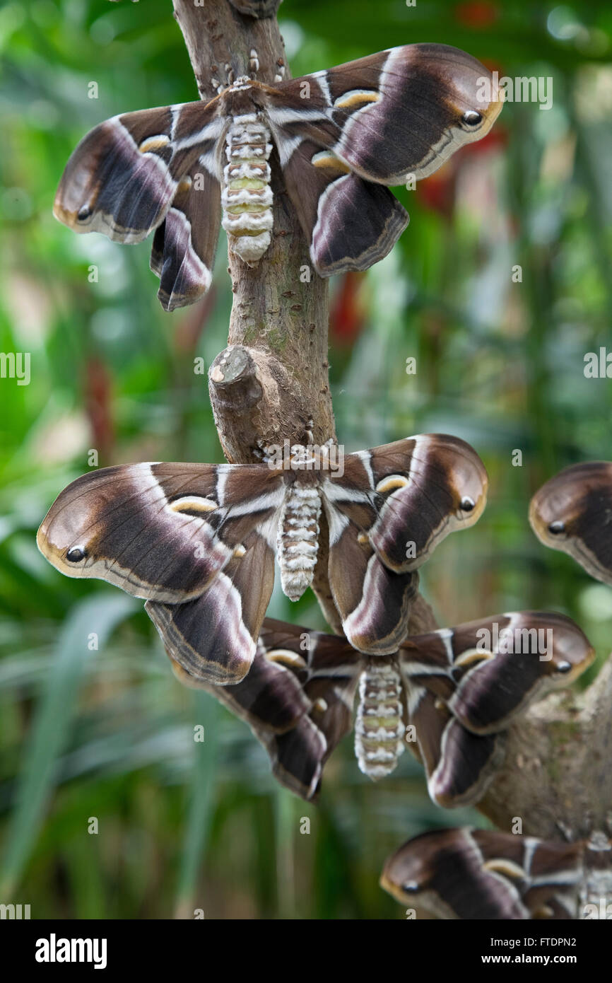 Falena gigante immagini e fotografie stock ad alta risoluzione - Alamy