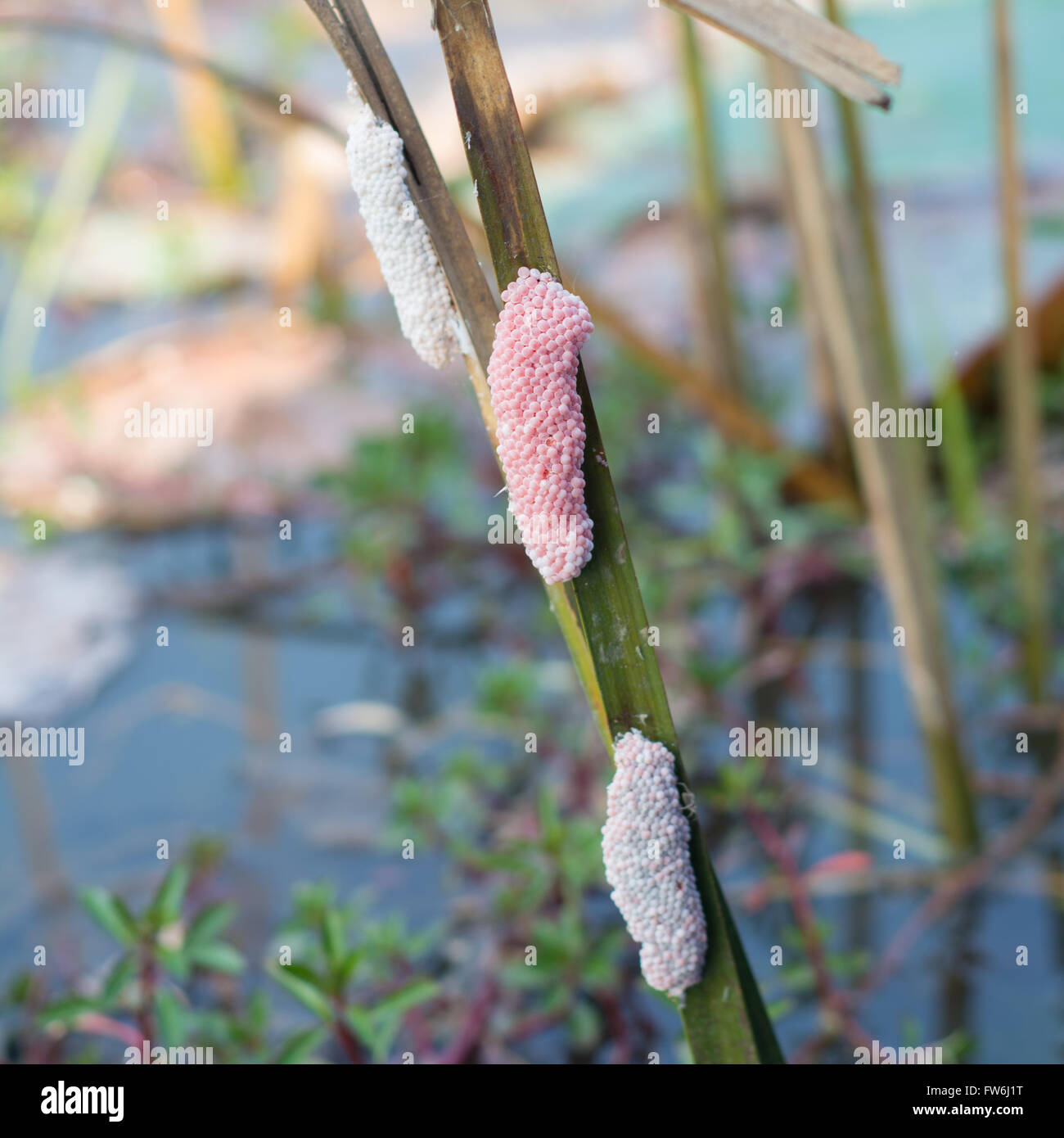 Uova di lumaca mela d'oro immagini e fotografie stock ad alta ...