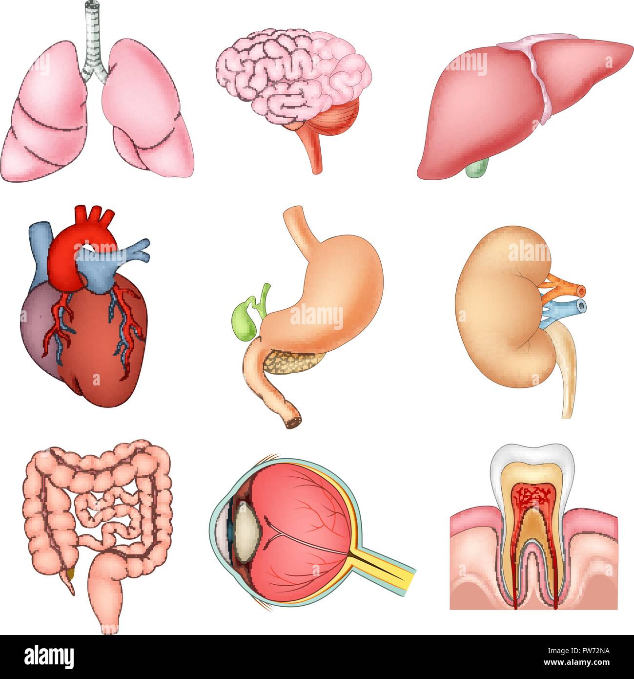 Organi anatomia Immagini Vettoriali Stock - Pagina 2 - Alamy