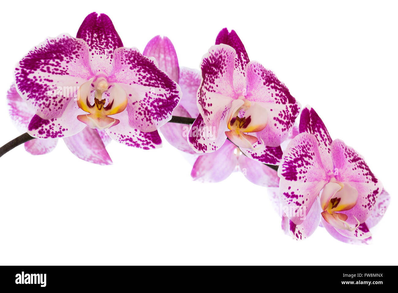 Orchidee colorate Immagini senza sfondo e Foto Stock ritagliate - Alamy