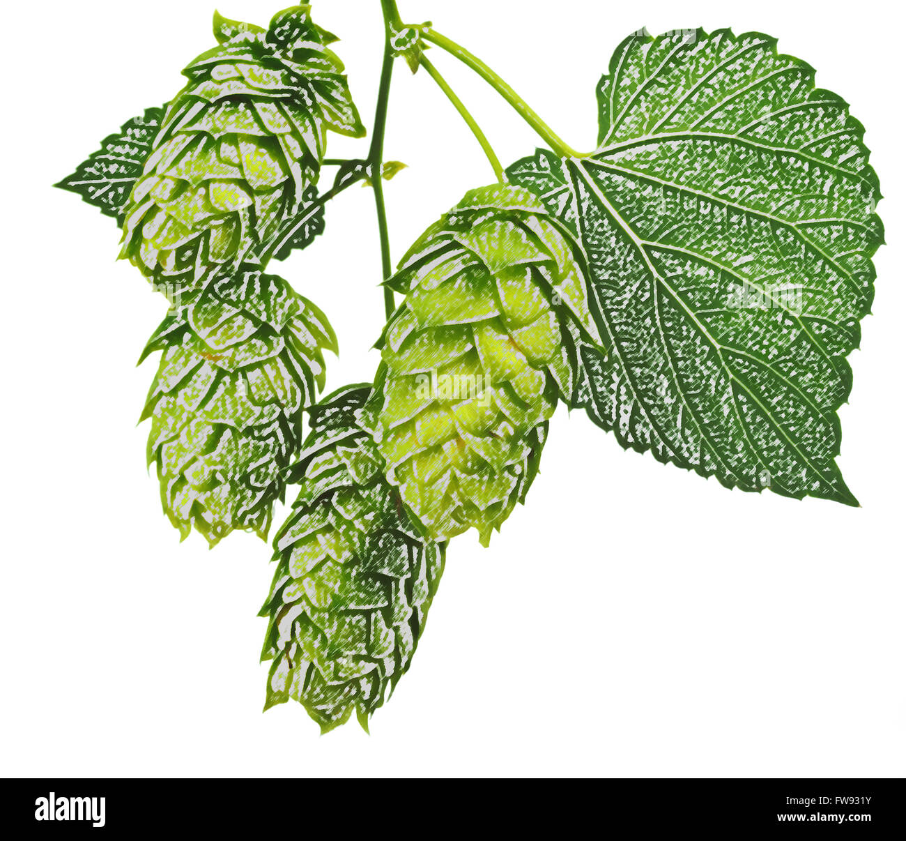 Disegno di luppolo Immagini senza sfondo e Foto Stock ritagliate - Alamy