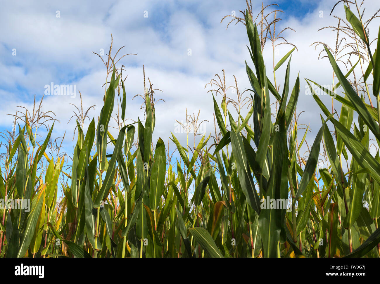 Pueblos indigenas de mexico immagini e fotografie stock ad alta ...