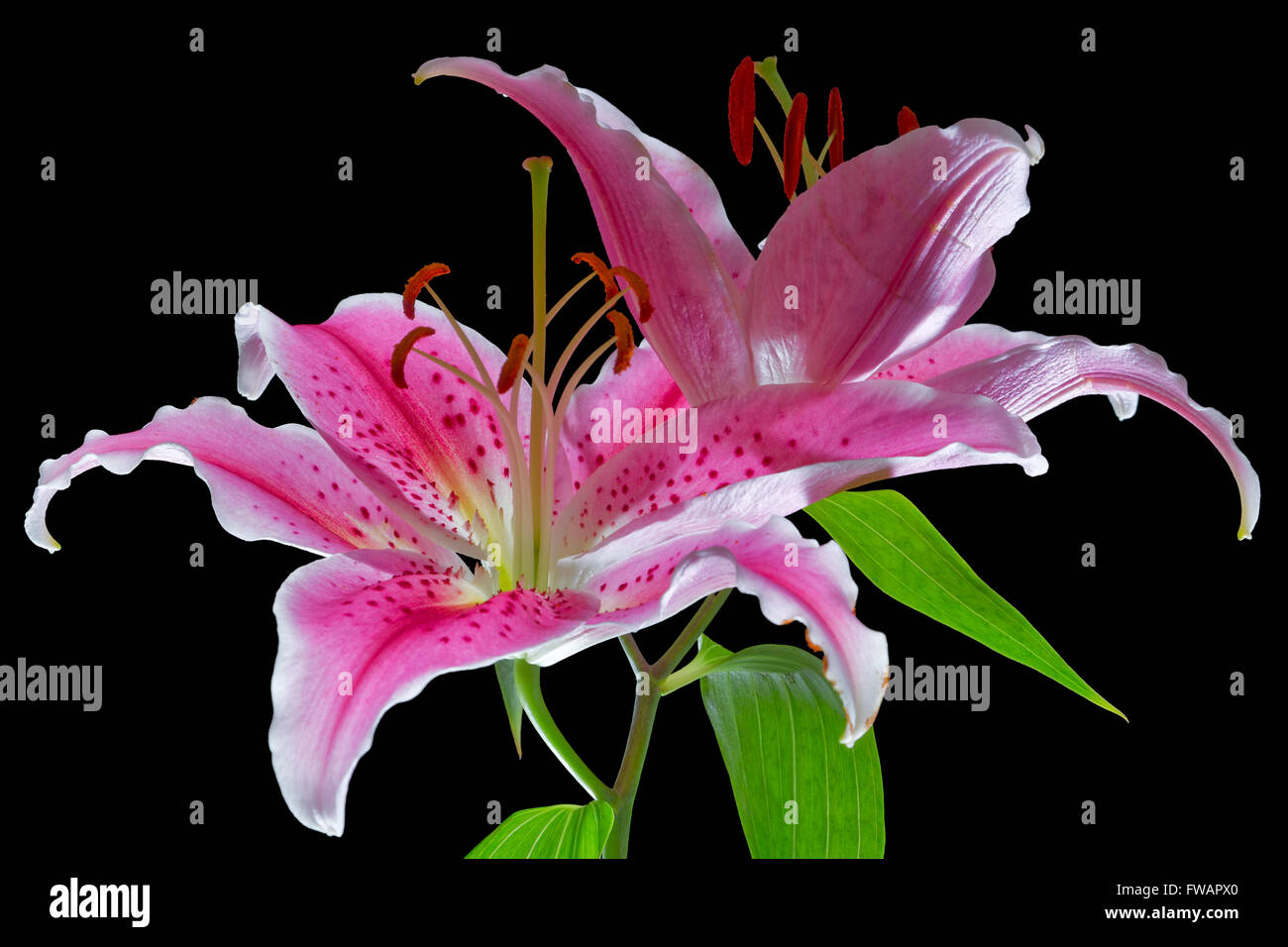 Lilly flower immagini e fotografie stock ad alta risoluzione - Alamy