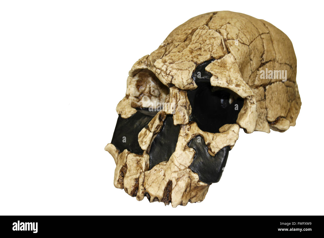 Homo rudolfensis immagini e fotografie stock ad alta risoluzione - Alamy
