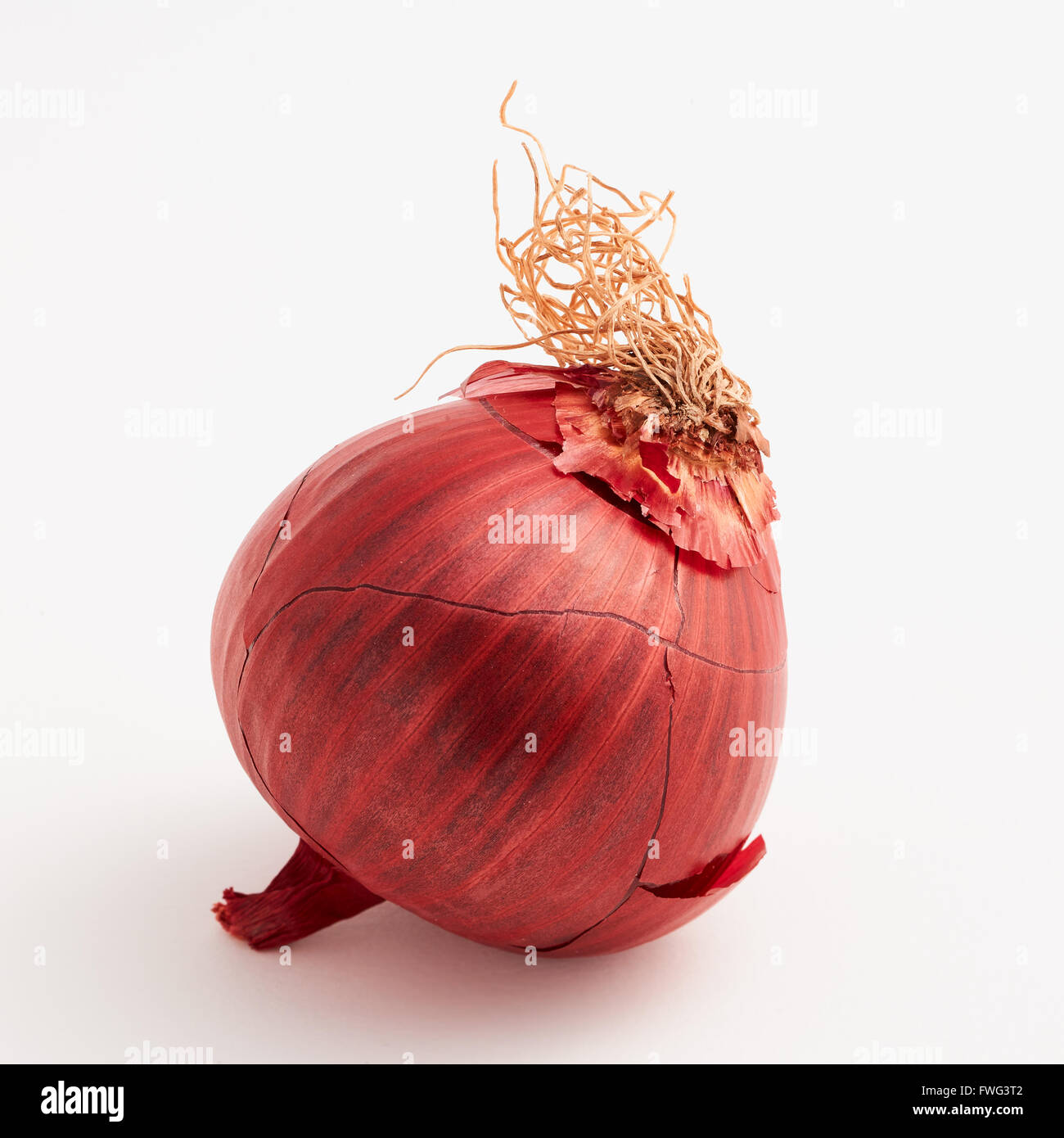 Pianta e cipolla immagini e fotografie stock ad alta risoluzione - Alamy