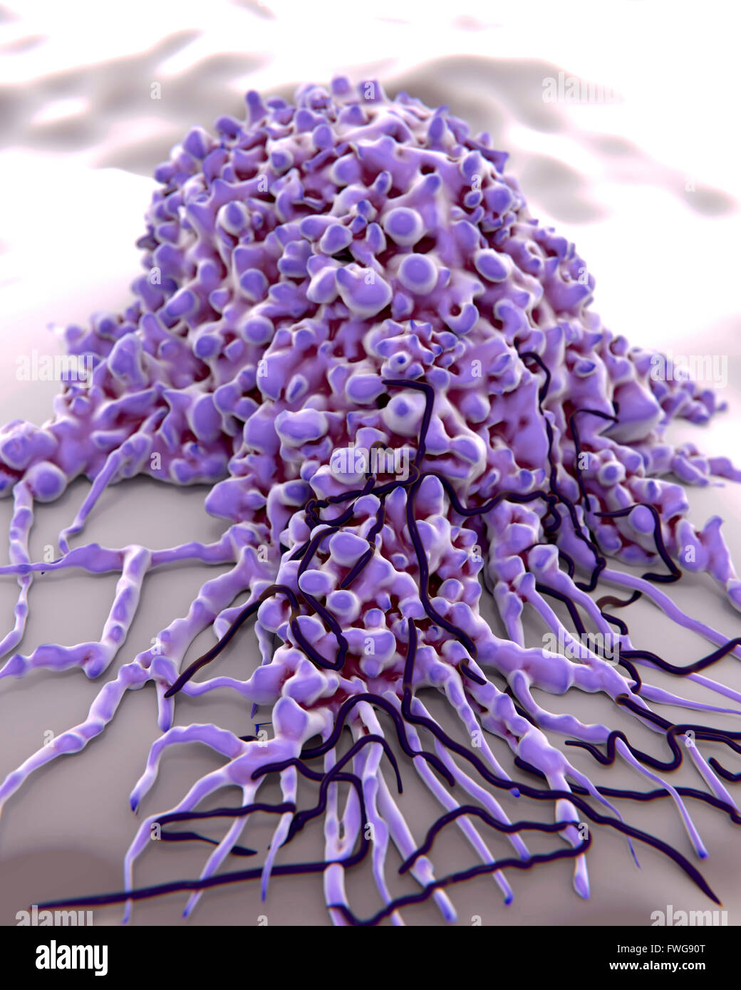 Macrofago e batteri Borrelia illustrazione i macrofagi sono cellule del ...