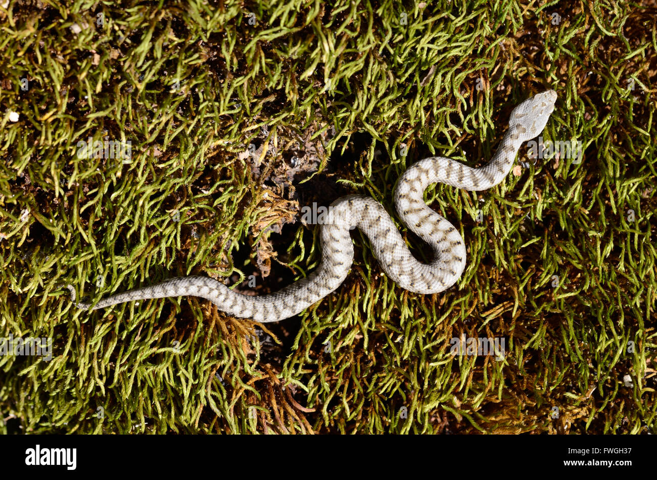 Asp viper immagini e fotografie stock ad alta risoluzione - Alamy