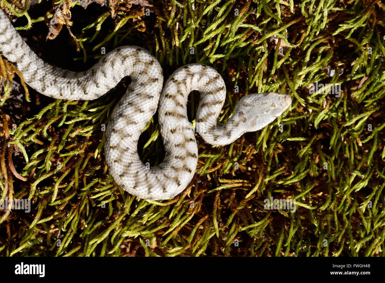 Aspic viper immagini e fotografie stock ad alta risoluzione - Alamy