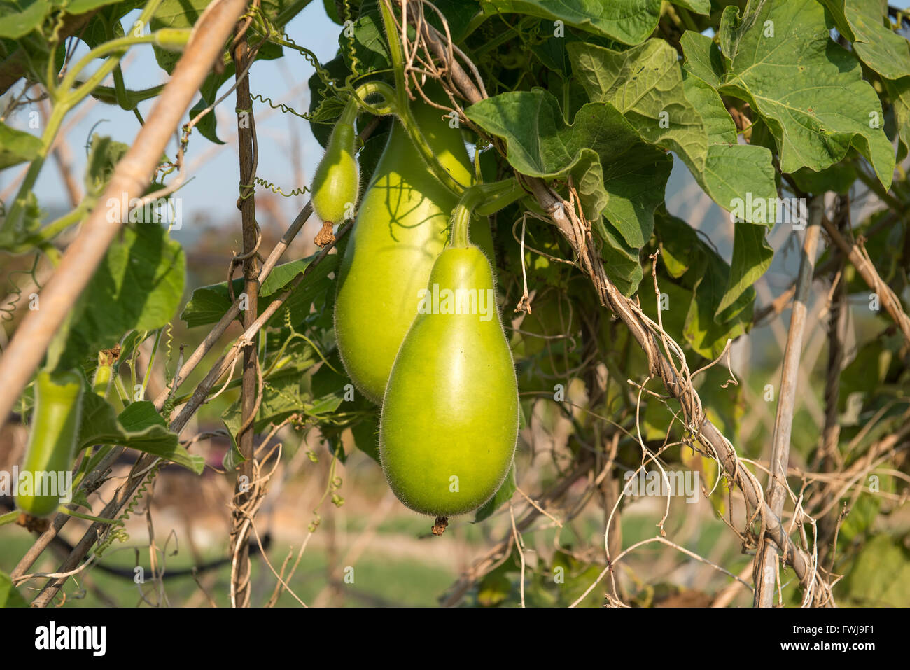 Pianta di zucca verde bottiglia immagini e fotografie stock ad alta ...
