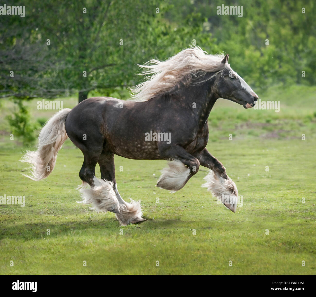 Gypsy vanner horse stallion immagini e fotografie stock ad alta ...