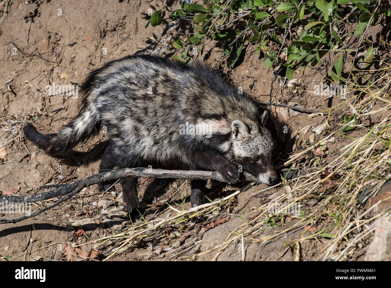 Civettictis civetta immagini e fotografie stock ad alta risoluzione - Alamy