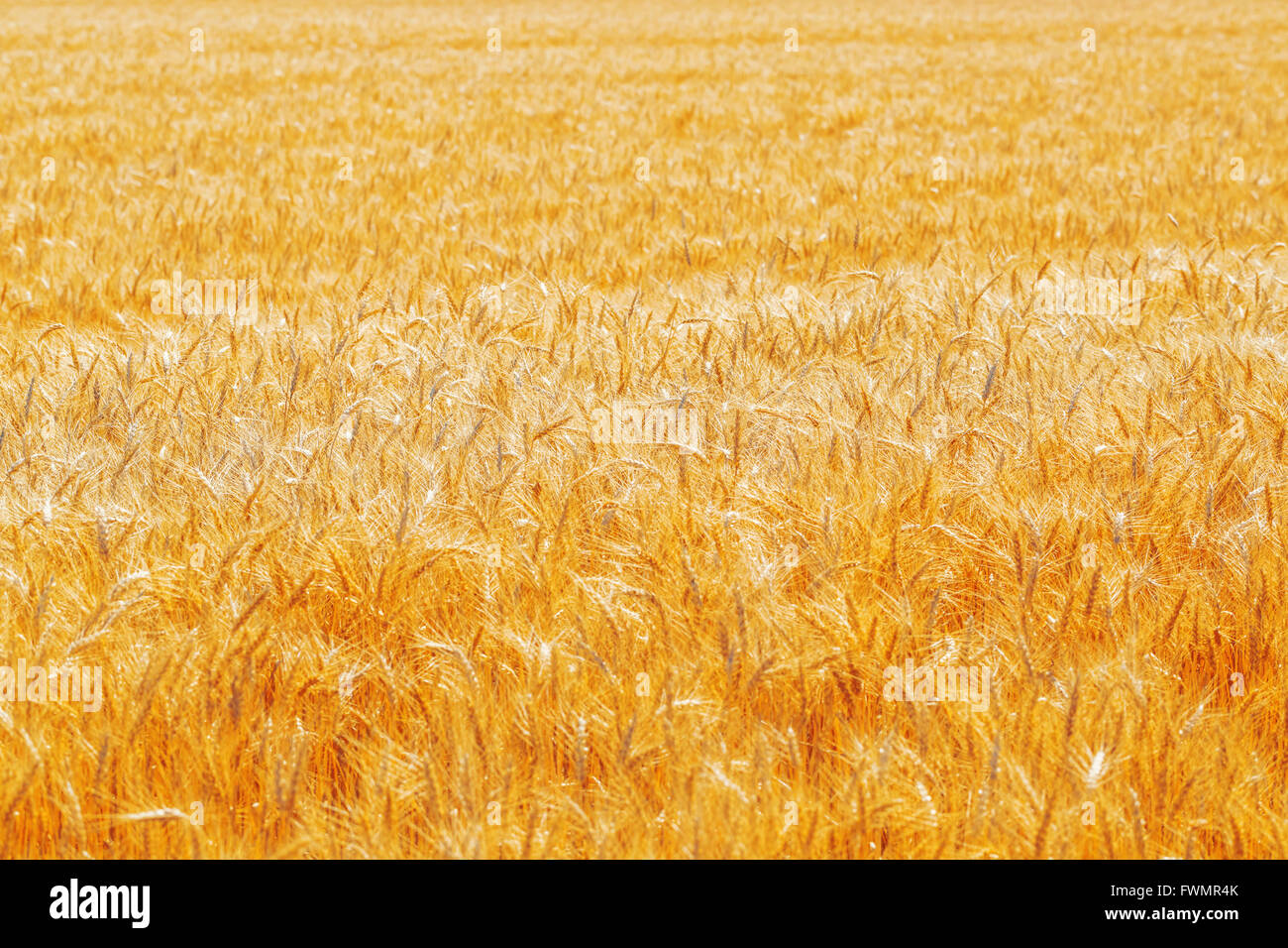 Campo di orzo e cielo immagini e fotografie stock ad alta risoluzione ...