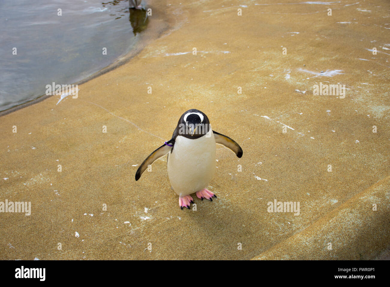 Pinguino amore uccelli immagini e fotografie stock ad alta risoluzione ...