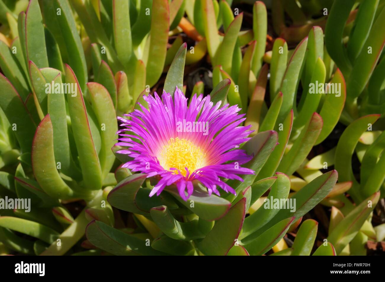Pianta succulenta con fiori rosa immagini e fotografie stock ad alta ...