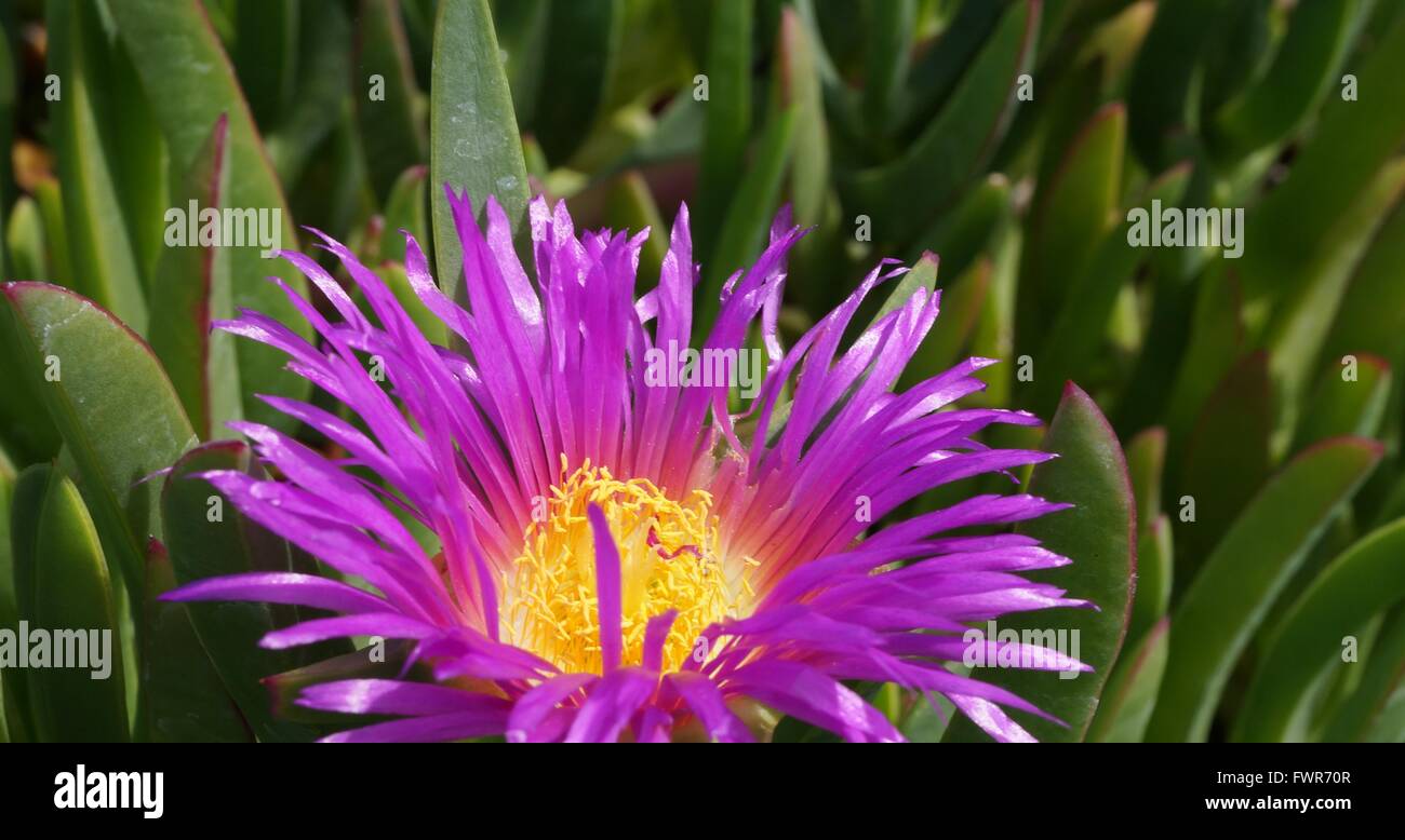 Pianta succulenta con fiori rosa immagini e fotografie stock ad alta ...