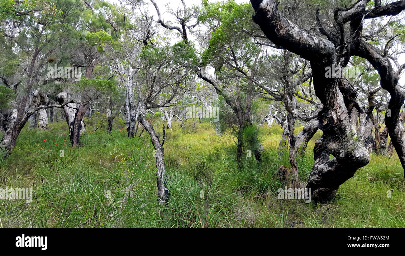 Australian bush immagini e fotografie stock ad alta risoluzione - Alamy