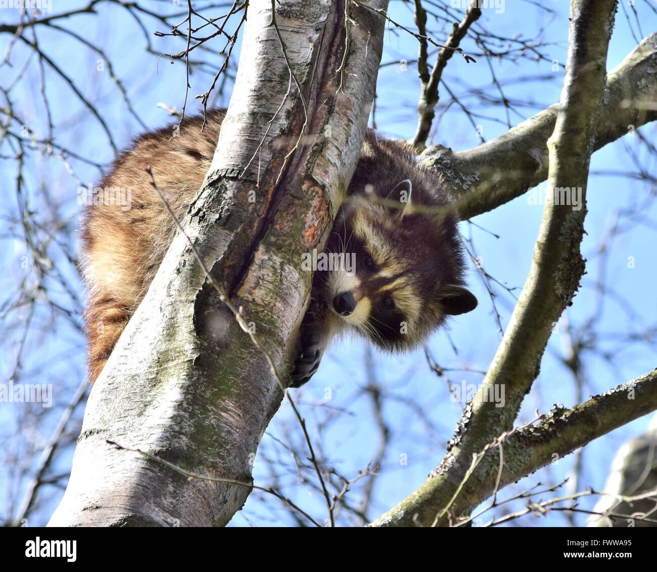 Procione racoon immagini e fotografie stock ad alta risoluzione - Alamy