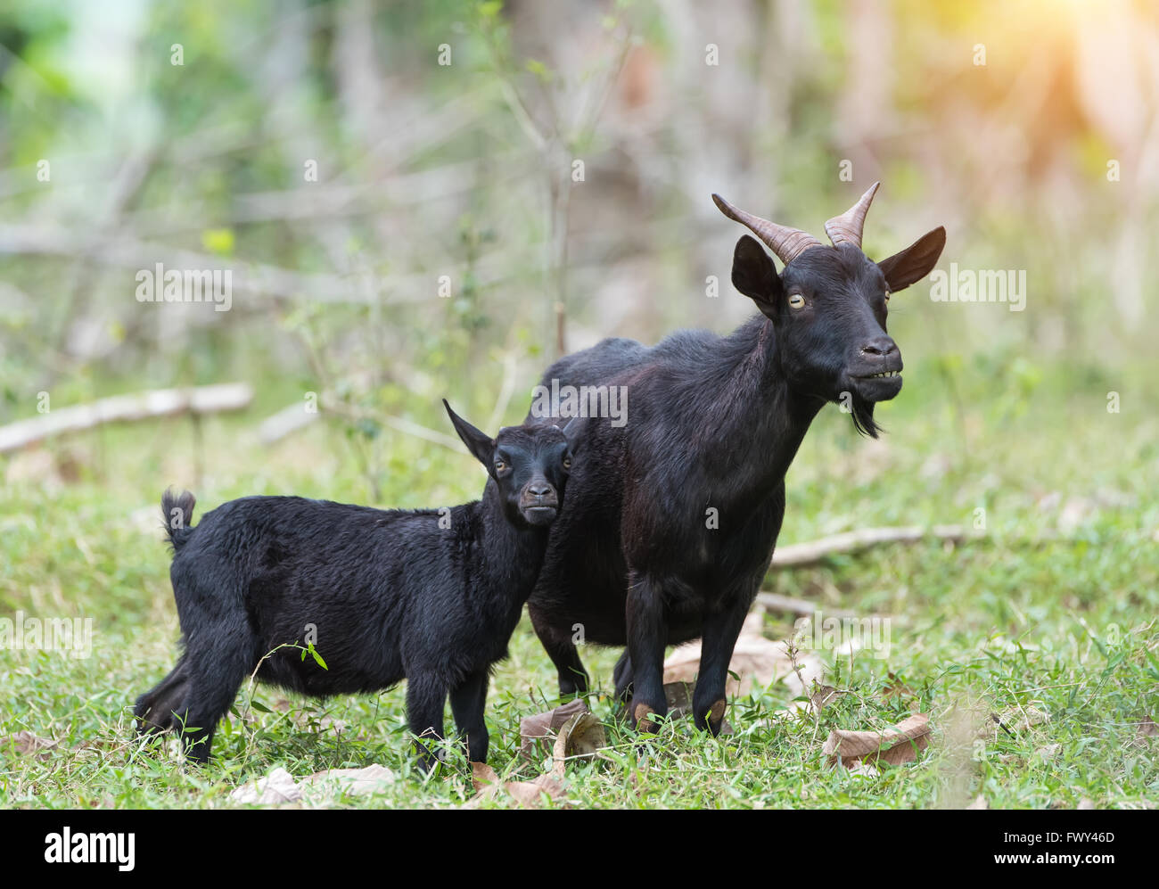 Capra nera immagini e fotografie stock ad alta risoluzione - Alamy