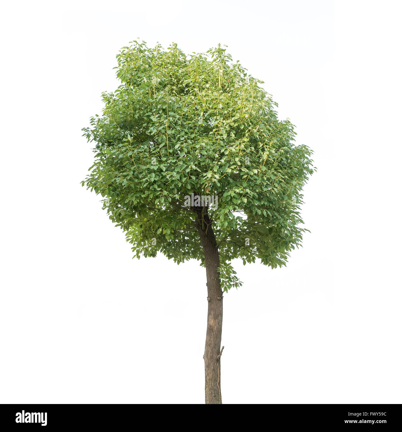 Pianta albero immagini e fotografie stock ad alta risoluzione - Alamy