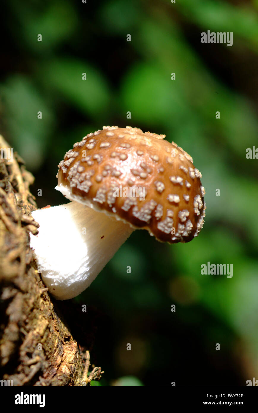Fungo sul tronco immagini e fotografie stock ad alta risoluzione - Alamy