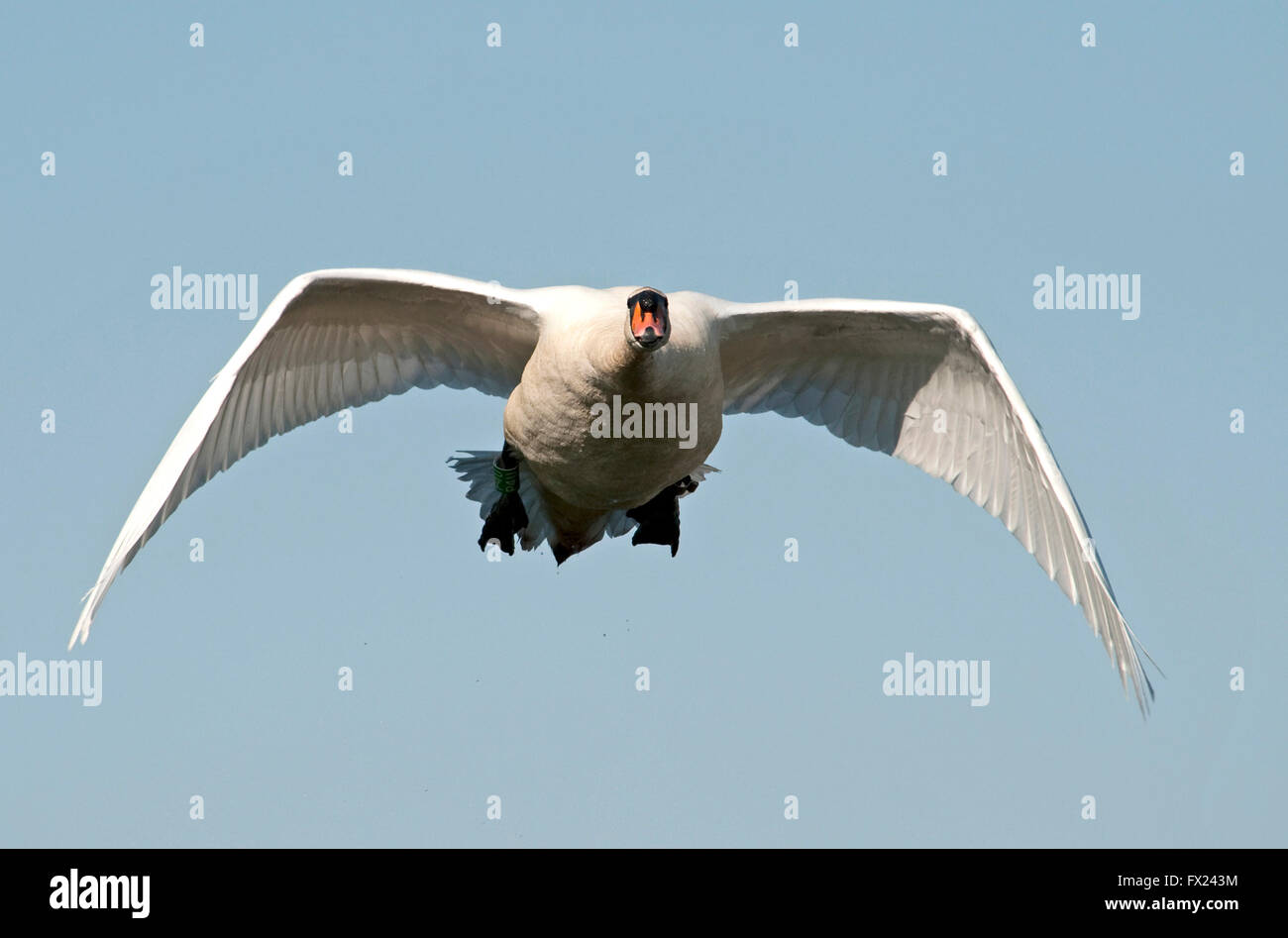 Fauna selvatica del cigno muto immagini e fotografie stock ad alta ...