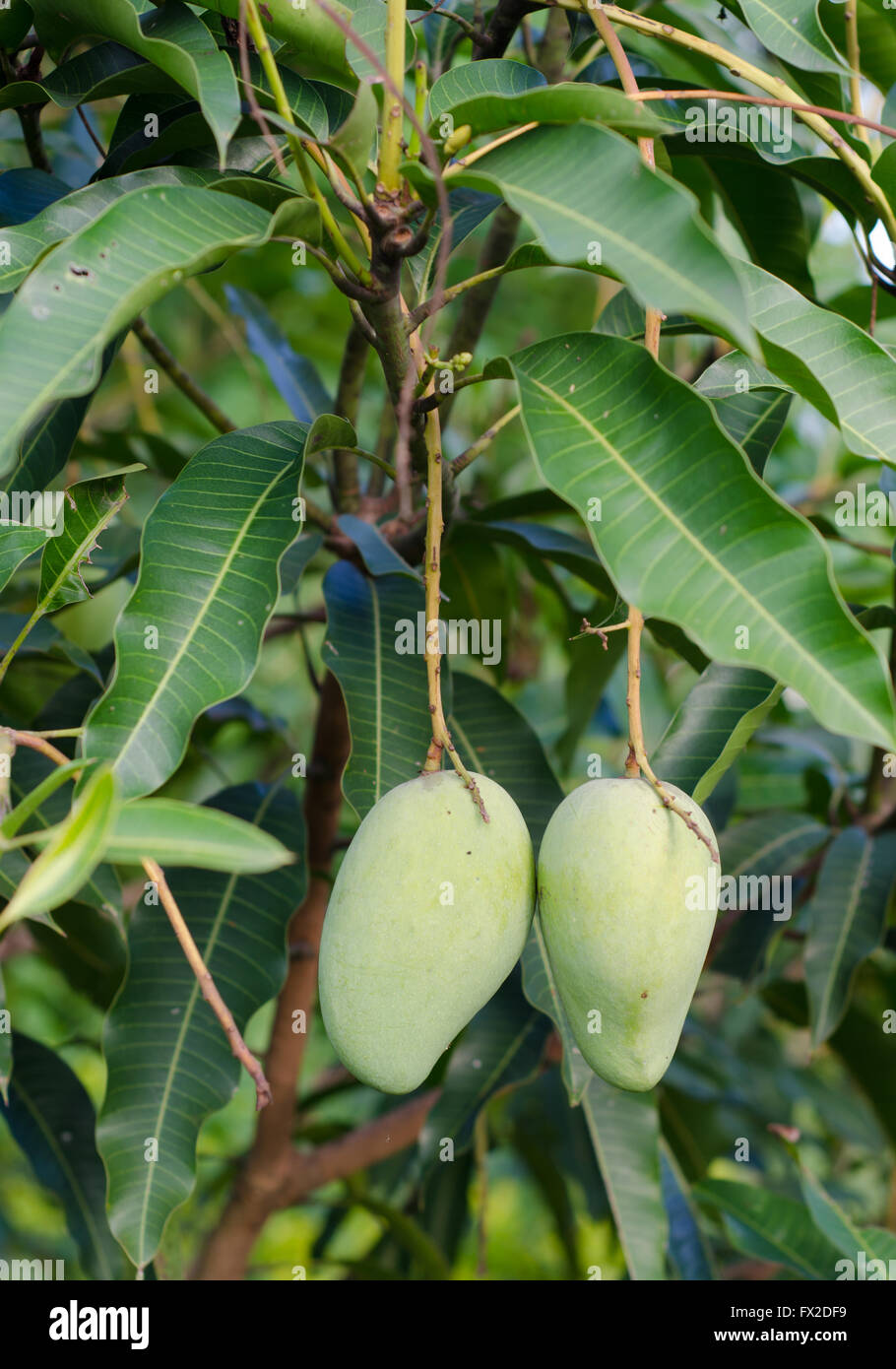 Mango verde immagini e fotografie stock ad alta risoluzione - Alamy