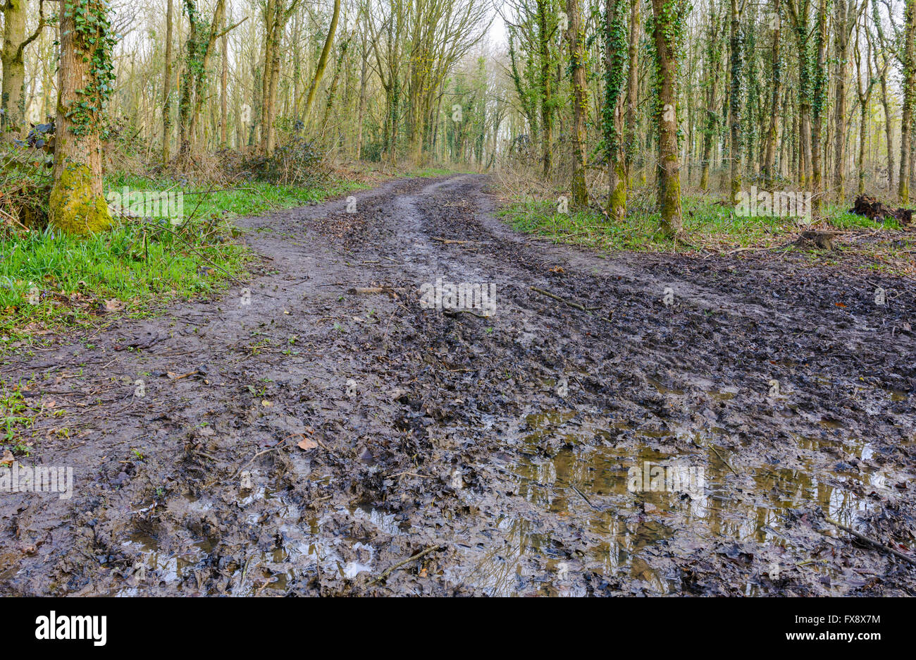 Traccia attraverso i boschi immagini e fotografie stock ad alta ...
