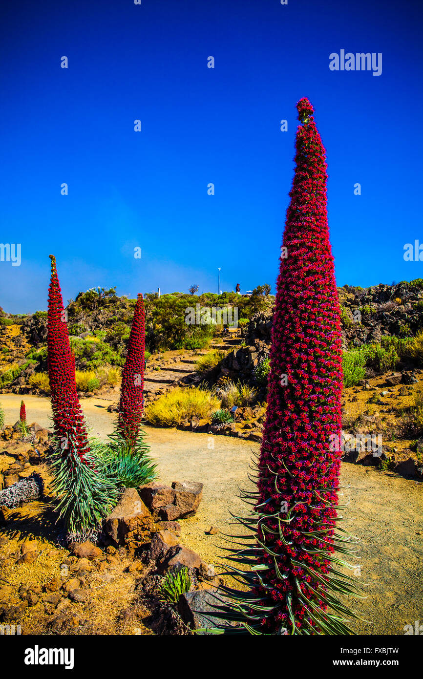 Tajinaste flower immagini e fotografie stock ad alta risoluzione - Alamy