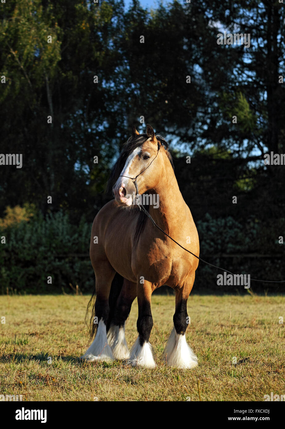 Gypsy vanner horse stallion immagini e fotografie stock ad alta ...