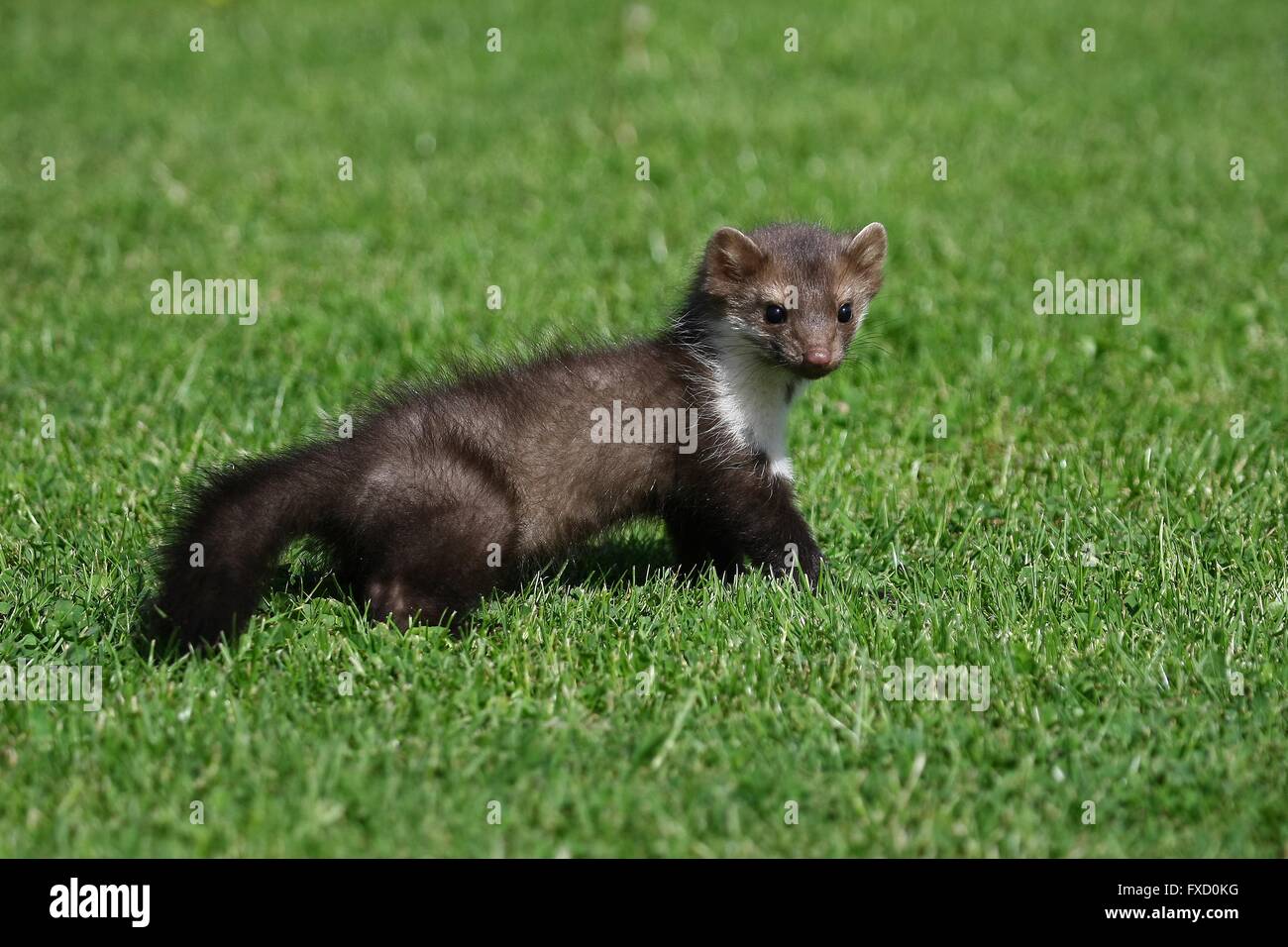 Martora a petto bianco immagini e fotografie stock ad alta risoluzione ...