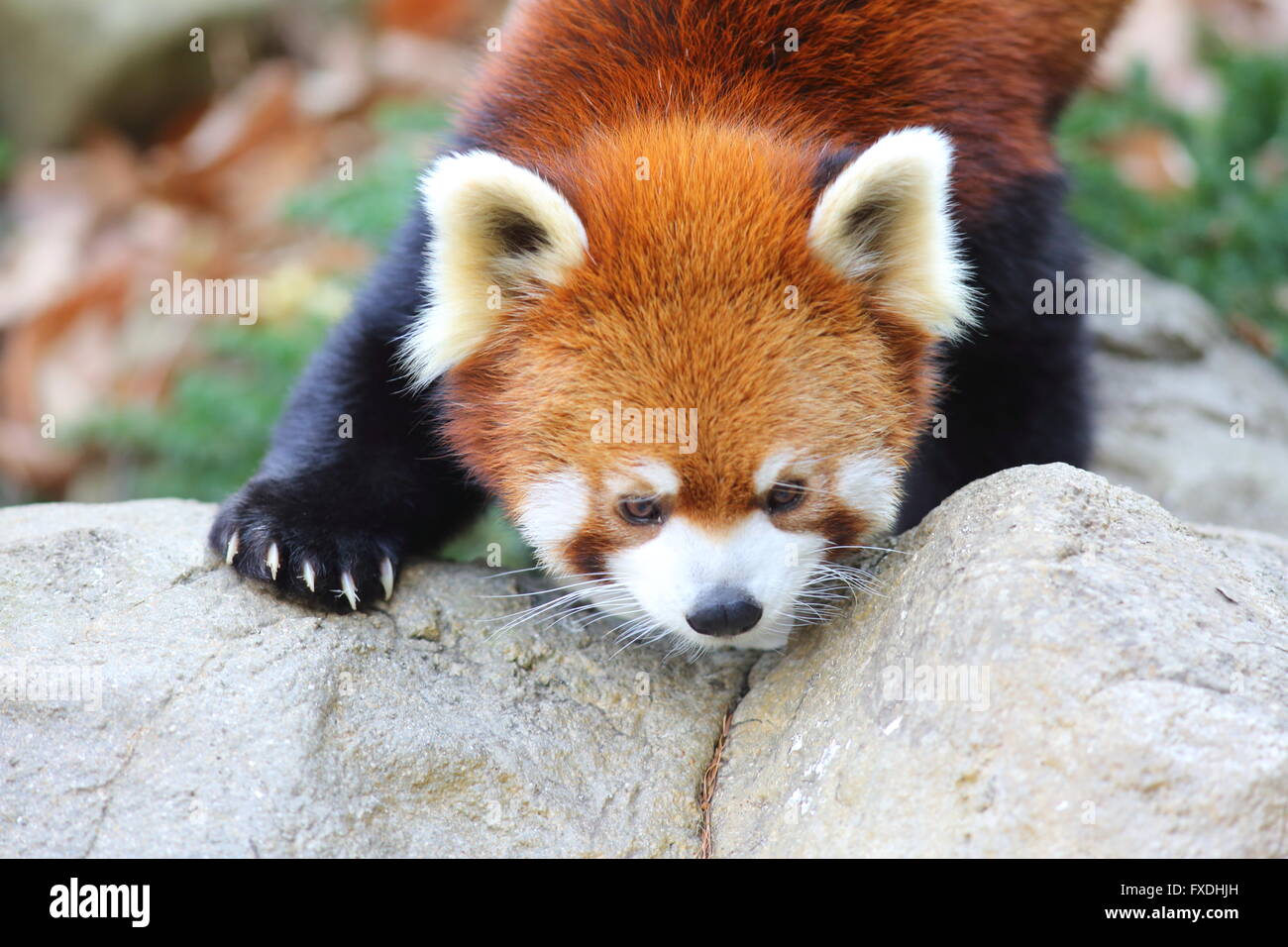 Chinese panda bear immagini e fotografie stock ad alta risoluzione - Alamy