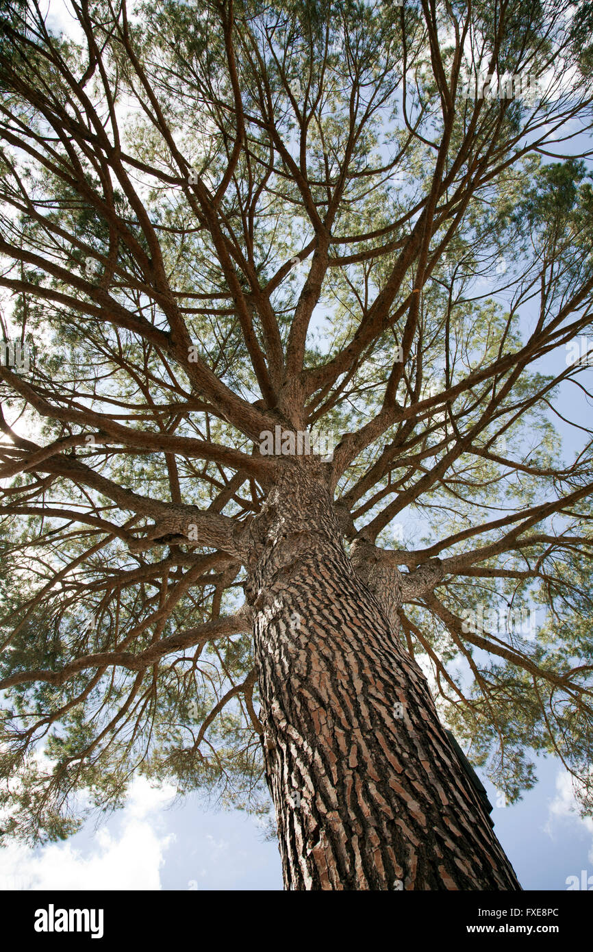 Pinus pinea tree immagini e fotografie stock ad alta risoluzione - Alamy