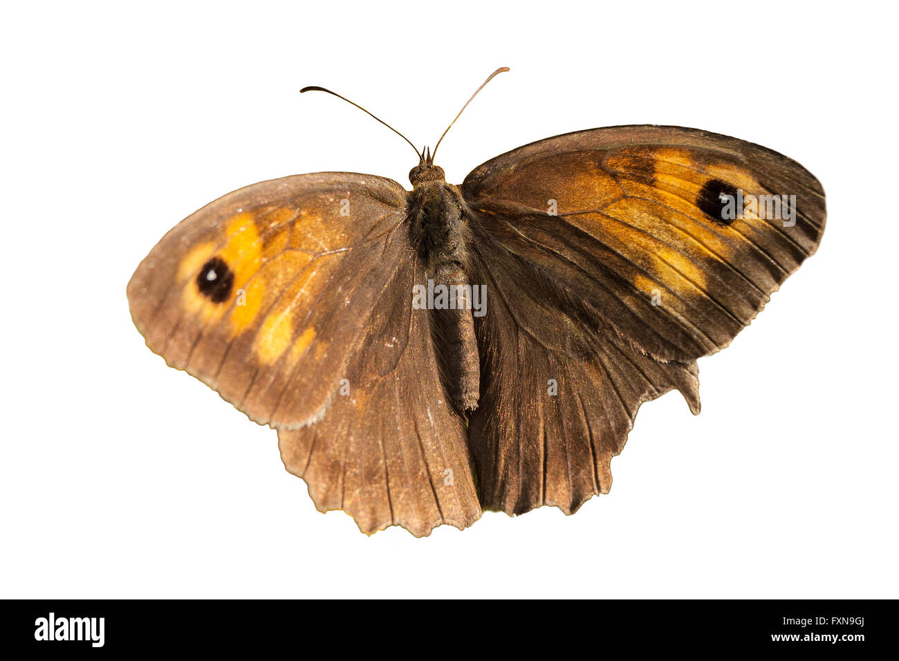 Farfalla del duca a macchia rossa Immagini senza sfondo e Foto Stock ...