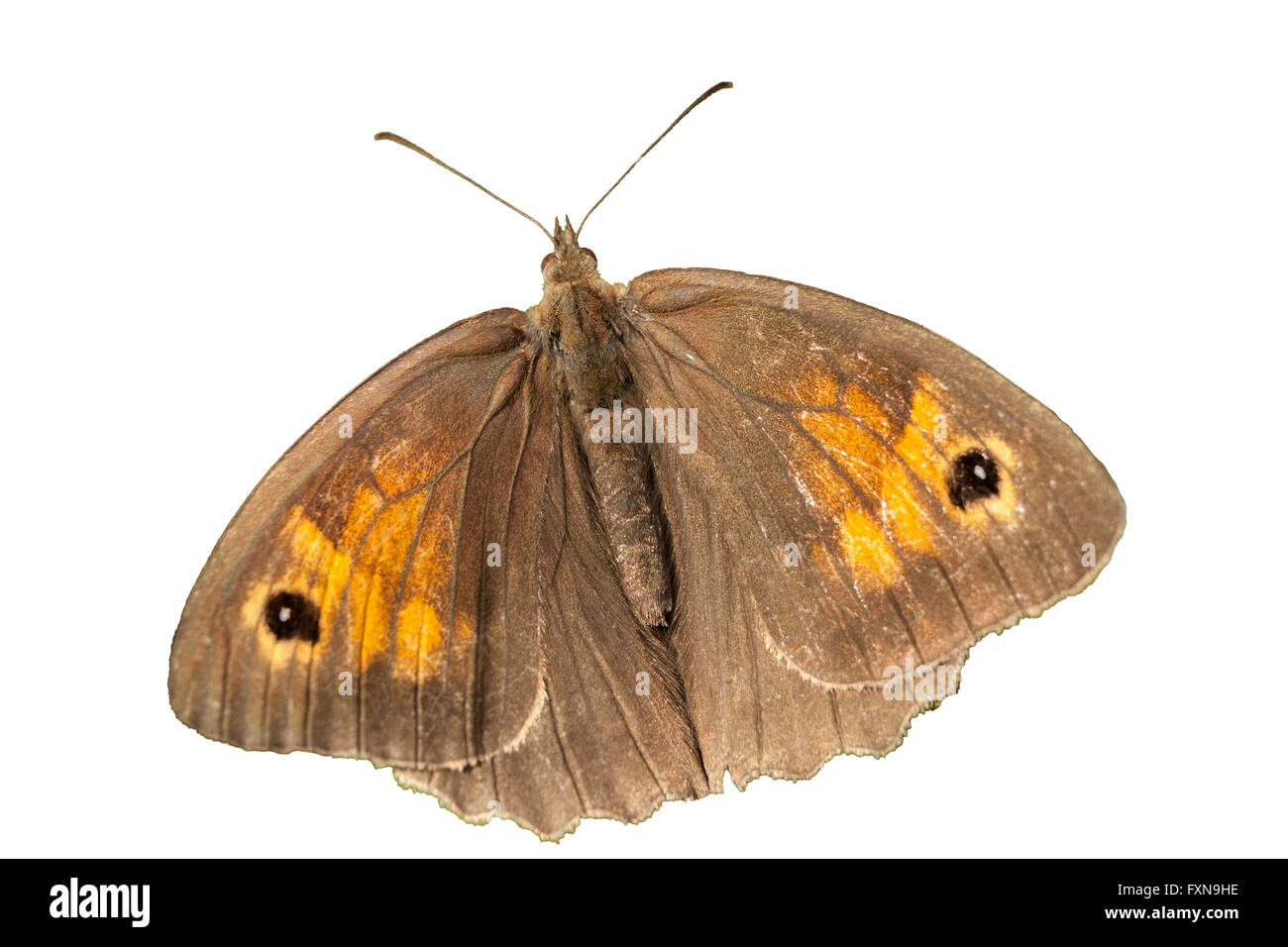 Farfalla del duca a macchia rossa Immagini senza sfondo e Foto Stock ...