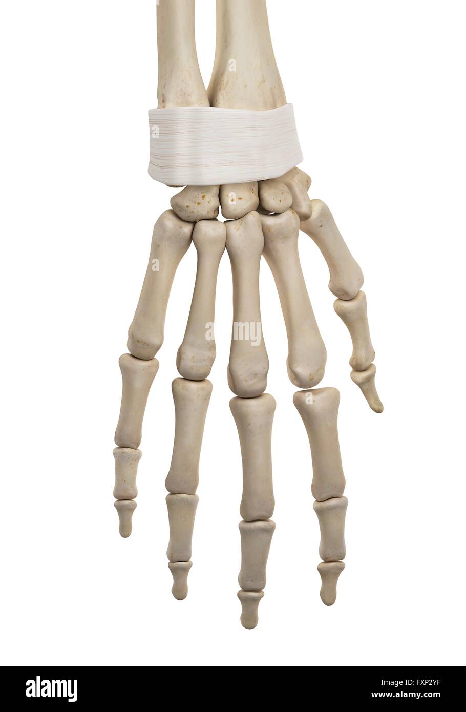 Anatomia della mano e del polso immagini e fotografie stock ad alta ...