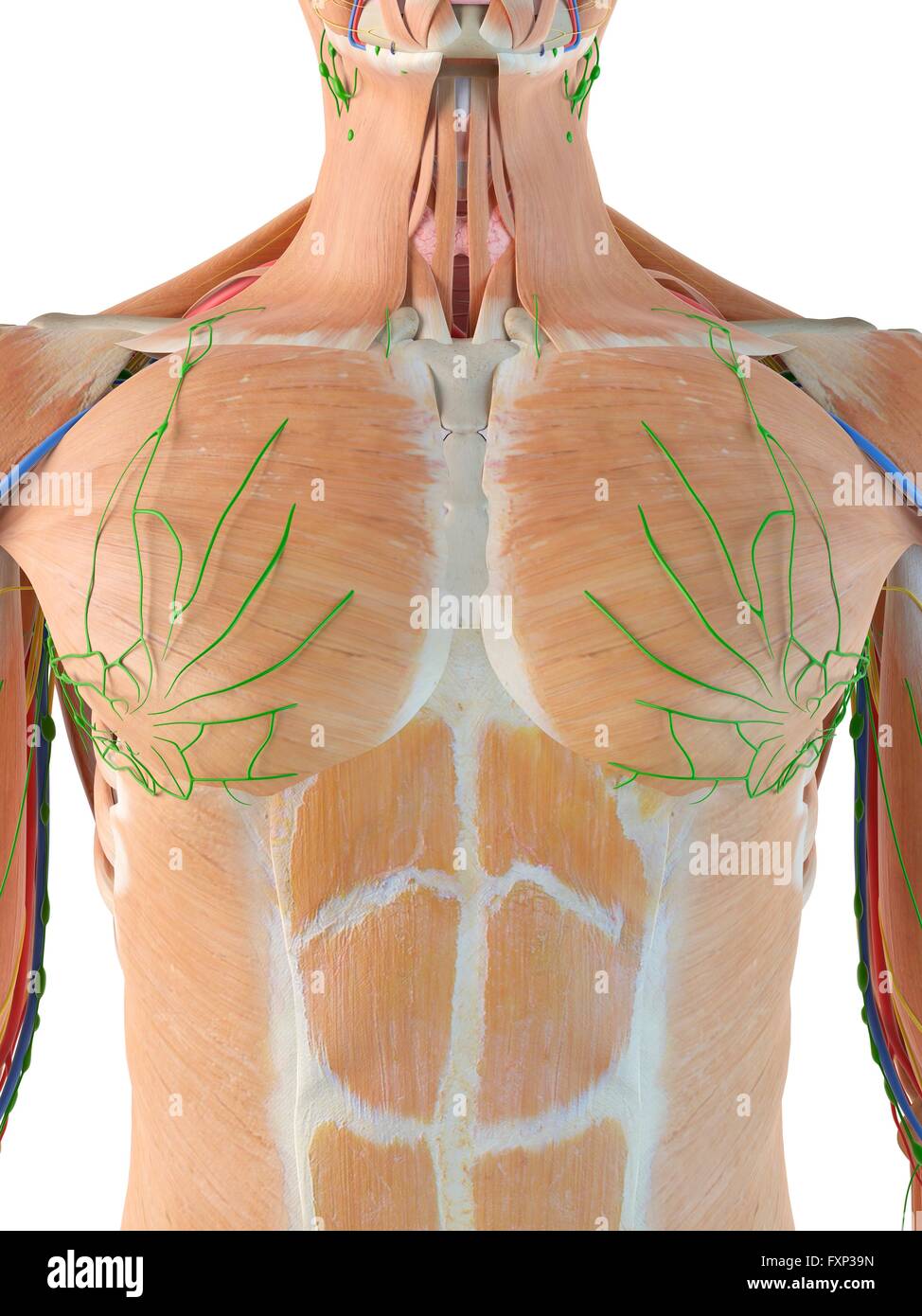 Anatomia del torace umano immagini e fotografie stock ad alta ...