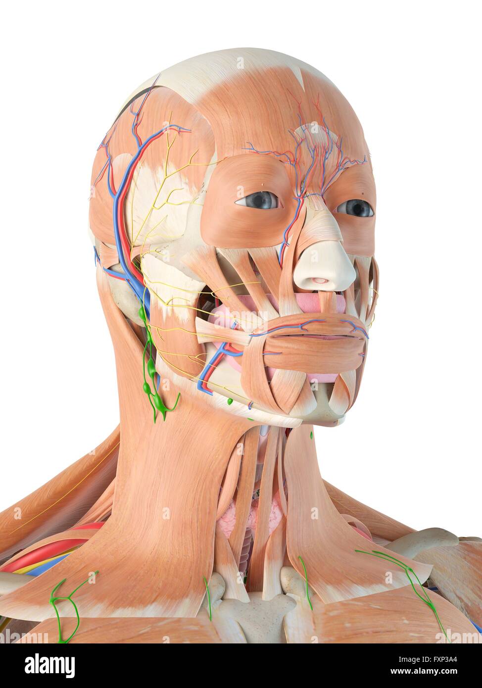 Anatomia della testa umana immagini e fotografie stock ad alta ...