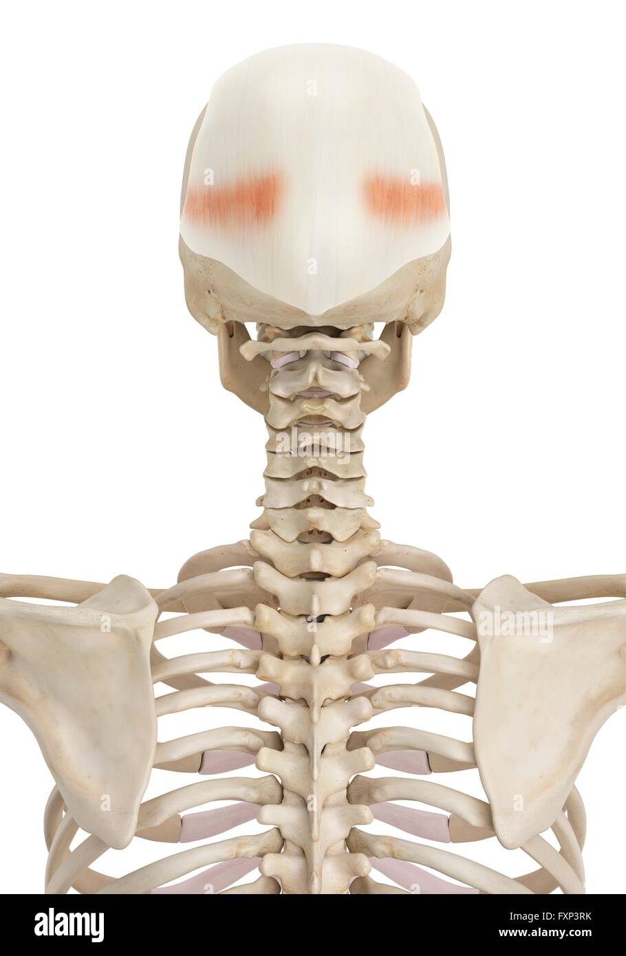 Testa dei muscoli del cranio immagini e fotografie stock ad alta ...