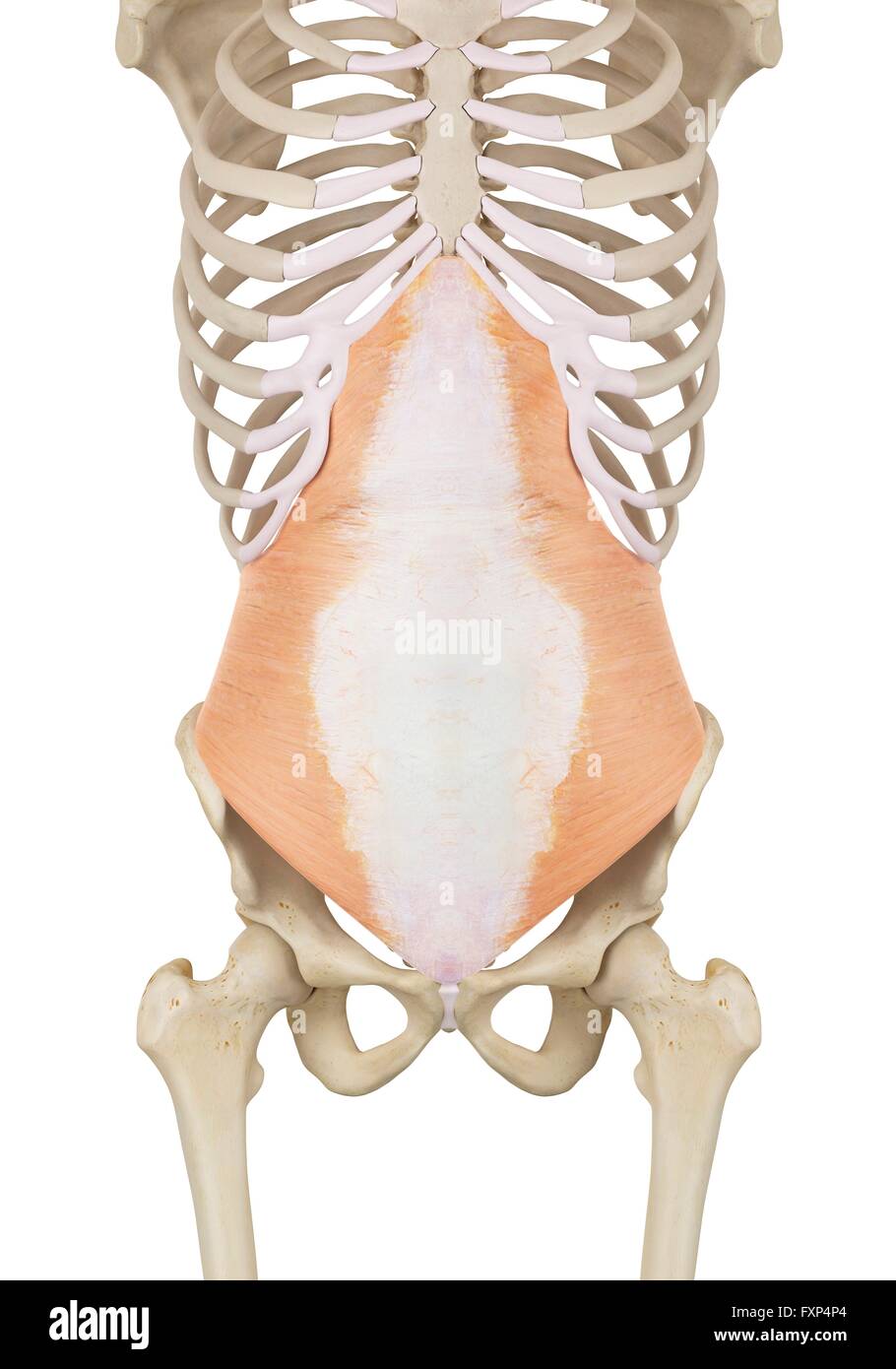 3d addome anatomico addominale immagini e fotografie stock ad alta ...