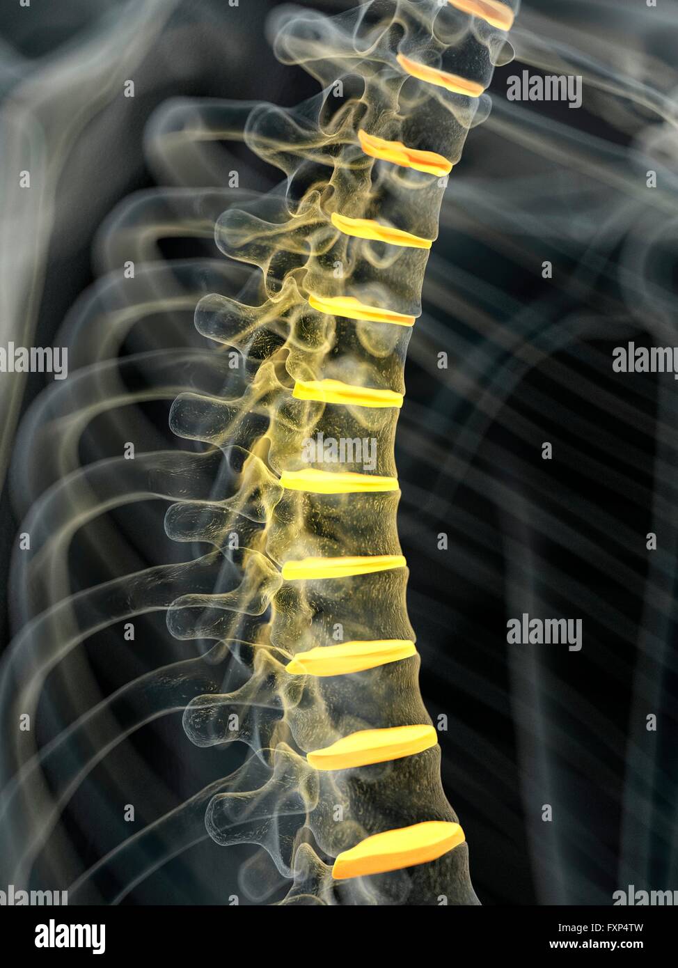 Colonna vertebrale umana dischi intervertebrali, illustrazione del ...