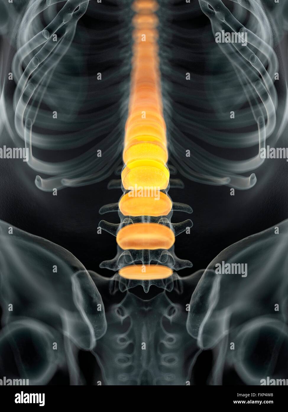 Colonna vertebrale umana dischi intervertebrali, illustrazione del ...